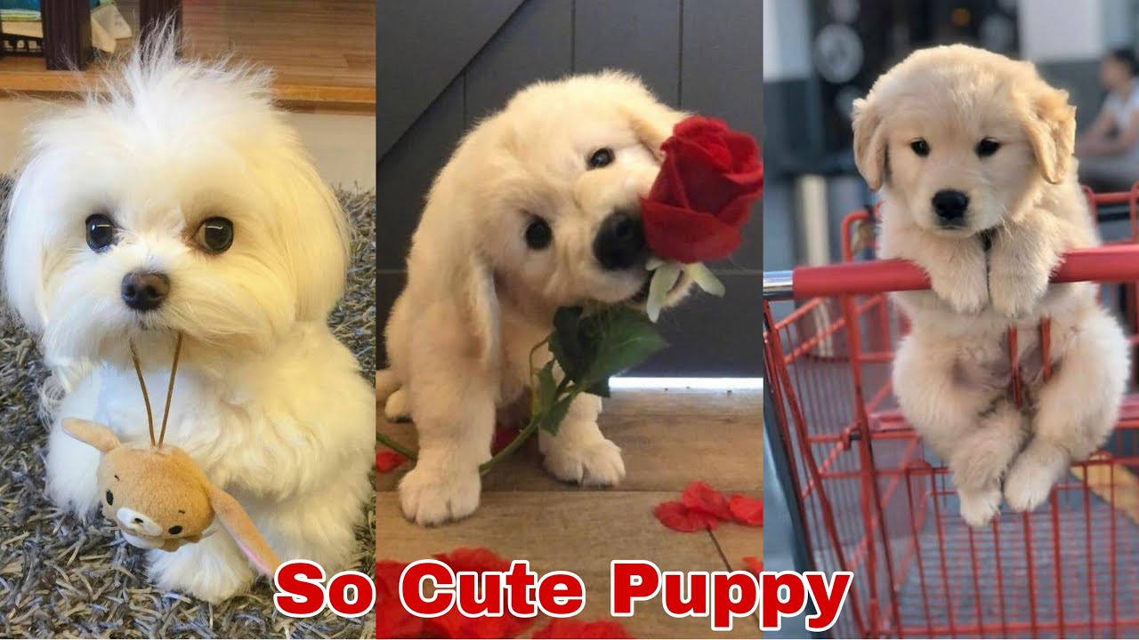 #Romantic Rose #Dog dp for whatsapp| #beautiful puppy image/wallpaper| # Dog dp pic| #dog dpz