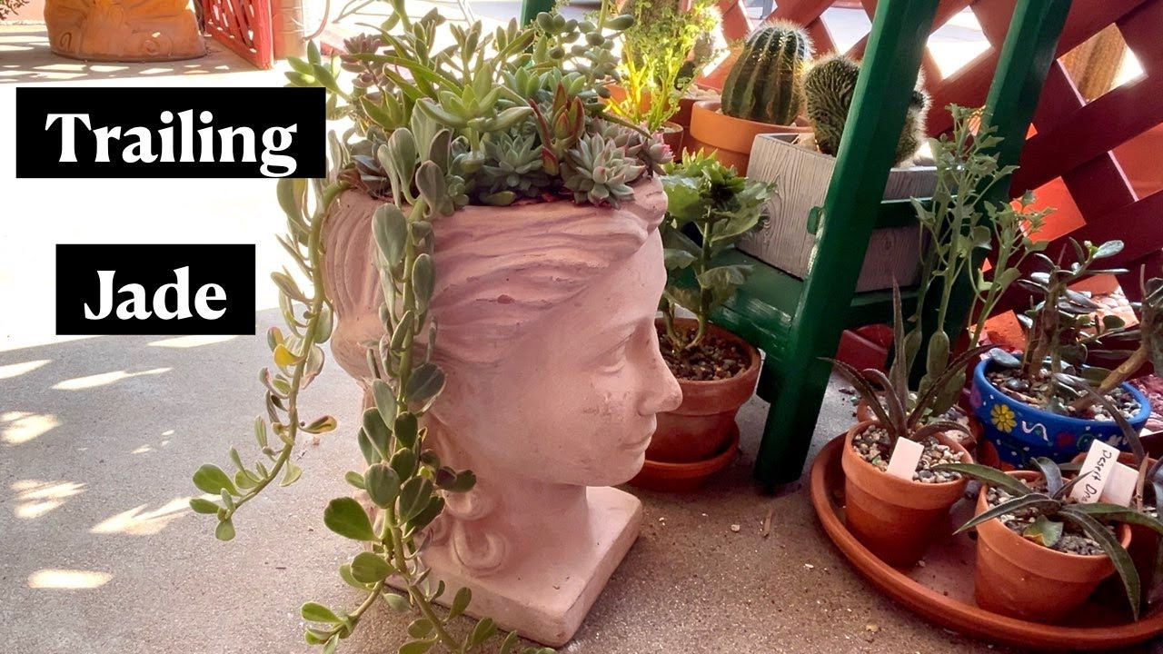 Senecio Jacobsenii Trailing Jade * 24 Days of Cacti & Succulents