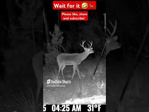 My name is Jeff 🤣 #deer #bucks #hunter #comedy #comedyshorts #funny #jokes #animals #wildanimals