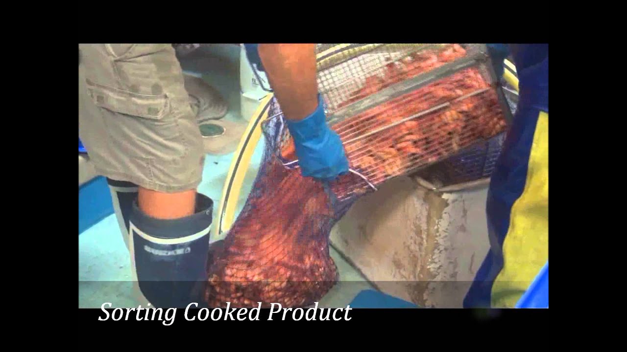 Moreton Bay Prawn Trawling - King Prawns