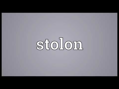 Stolon Meaning