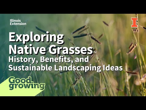 Native Grasses in the Prairie and Your Yard | #GoodGrowing