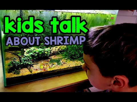KIDS TALK ABOUT SHRIMP!