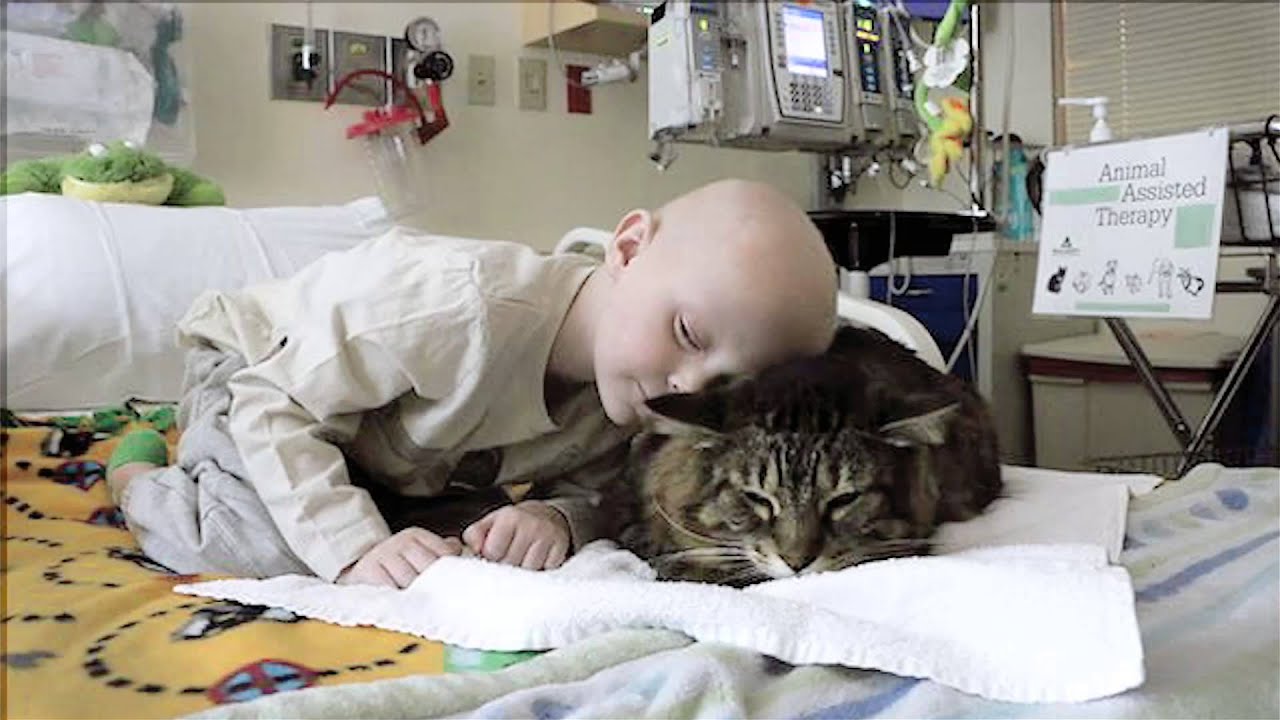 Great Kitten - the World's First Cat Cinema - Crowdfund Video