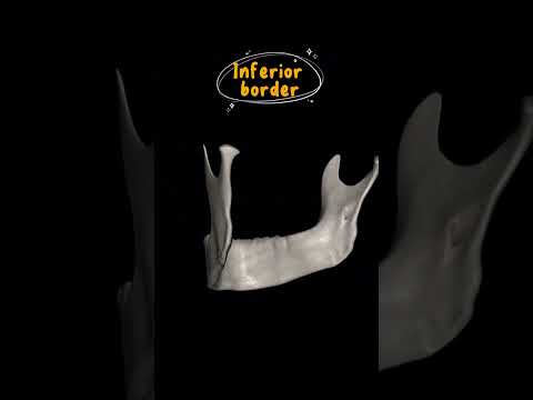 Anatomy of the Jaw Bone (Mandible) #medicine #bones #osteology #jawbone -#mandible #anatomy