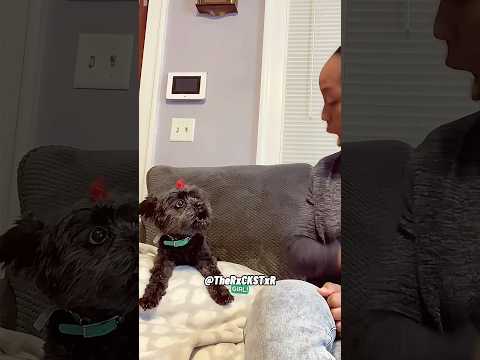 Pepper Almost Got Caught by a Hawk! - RxCKSTxR Comedy Voiceover