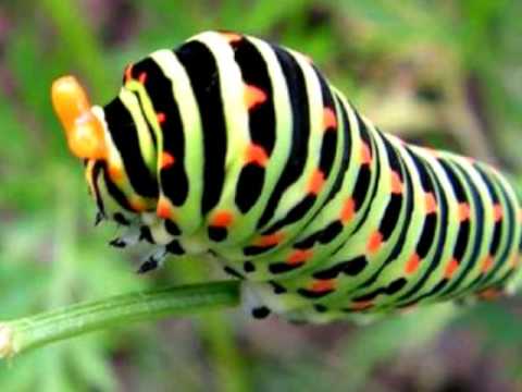 World’s longest insect in Borneo | Dear Kitty. Some blog