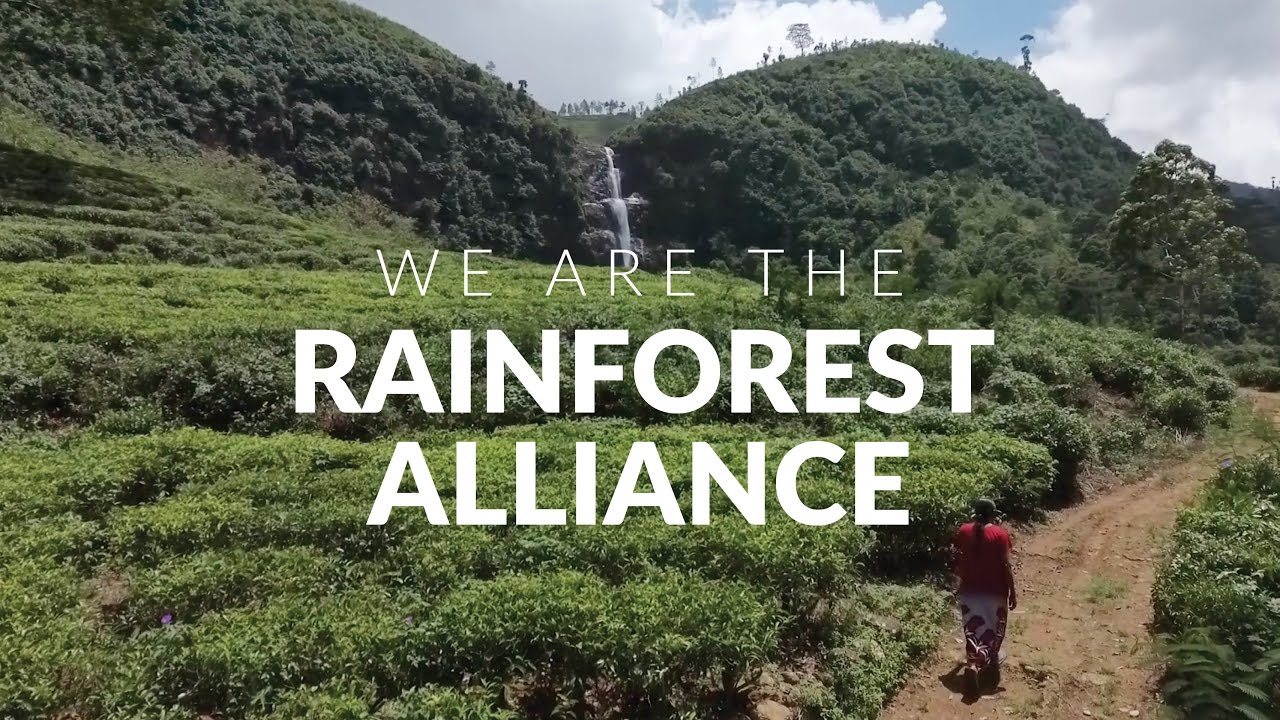 We Are the Rainforest Alliance