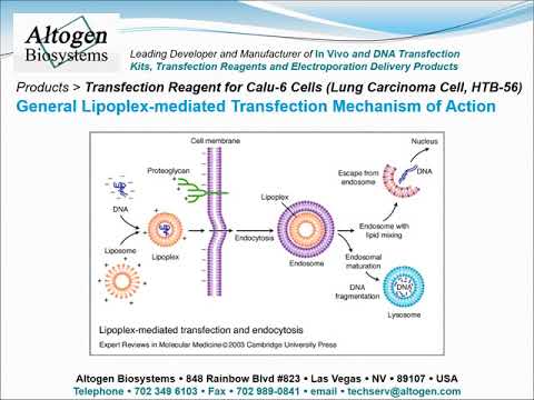 Altogen Biosystems Calu-6 Transfection Reagent