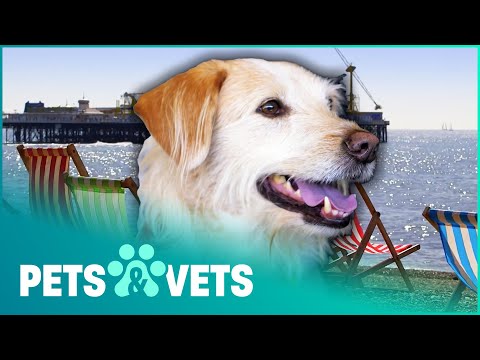 This British Beach Resort Is Just For Dogs | The Dog Hotel