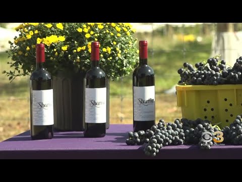 Camden County-owned vineyard producing record number of grapes to help local wineries, environment
