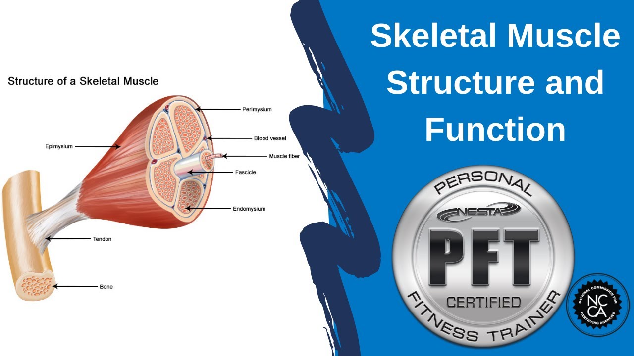 Skeletal Muscle Structure and Function