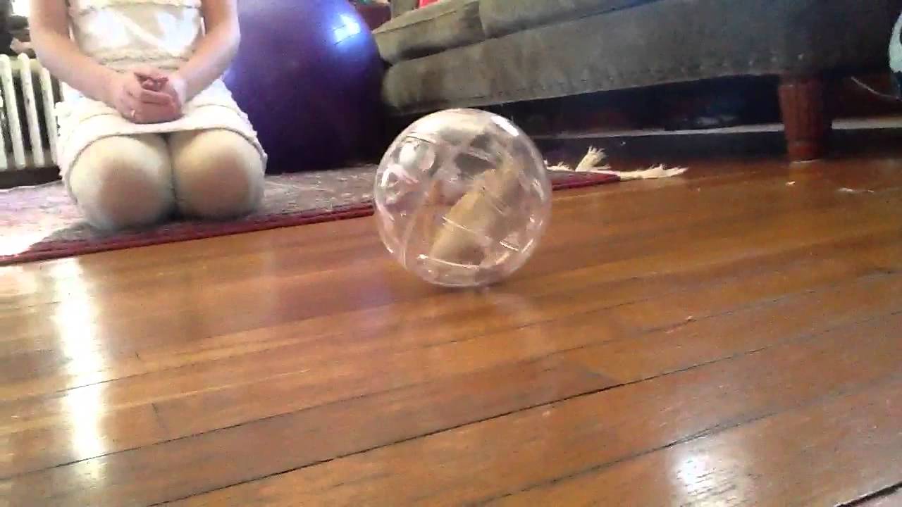 Kai's gerbil, Flow.