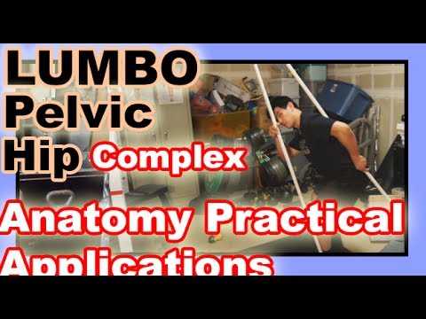 Anatomy Review: Lumbo Pelvic Hip complex | Nerdy NASM Bio-mechanics stuff