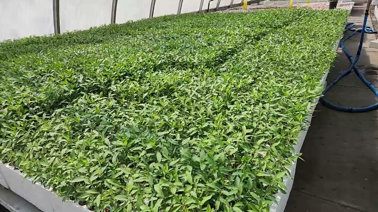 Silver Buffalo Berry (Shepherdia argentea) seedlings May 18 growing at TreeTime.ca