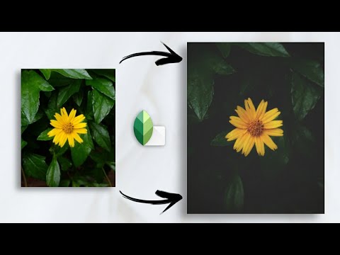 Snapseed Editing | Wedelia flower photo editing | Yellow flower & dark background