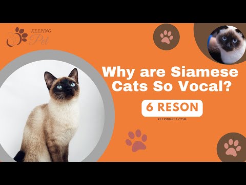 6 Reasons Why are Siamese Cats So Vocal? (What Can You Do About It) (MUST-KNOW)