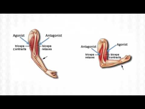 Antagonistic Pairs