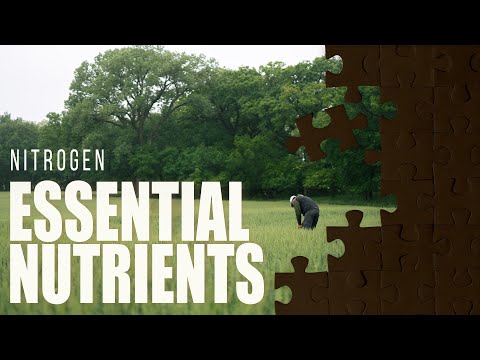 Essential Nutrients a Plant Needs: EP. 2 - NITROGEN