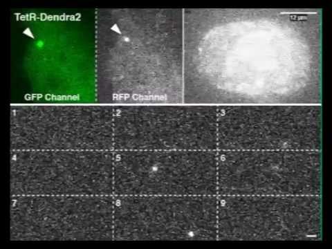 Probing the target search of DNA-binding proteins in mammalian cells using TetR as model searcher