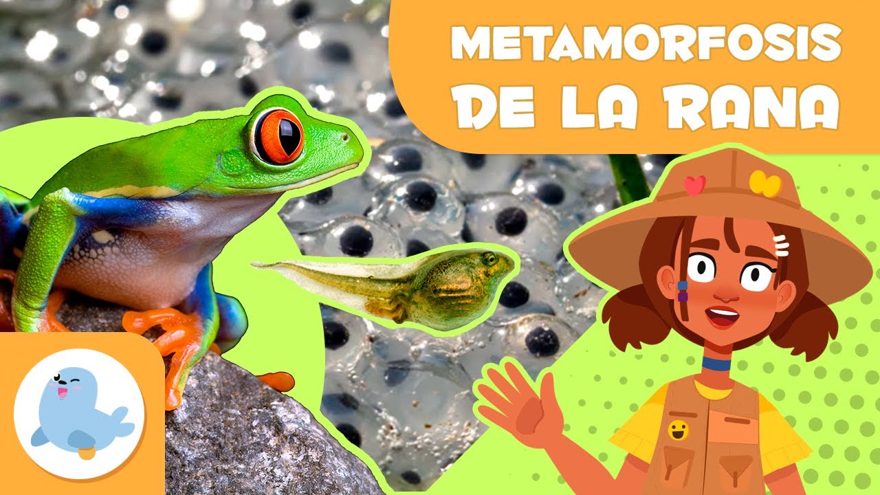 🐸 METAMORFOSIS de la RANA para niños 🌱 🔄 Huevo → Larva → Pupa → Adulto