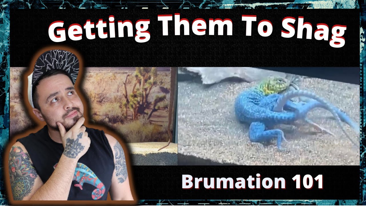 Collared Lizard Brumation