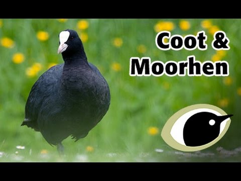 BTO Bird ID - Coot & Moorhen