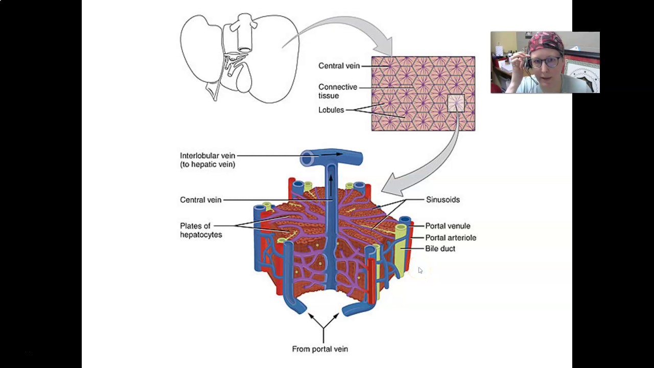 Clinical Chemistry Liver Function Assessment