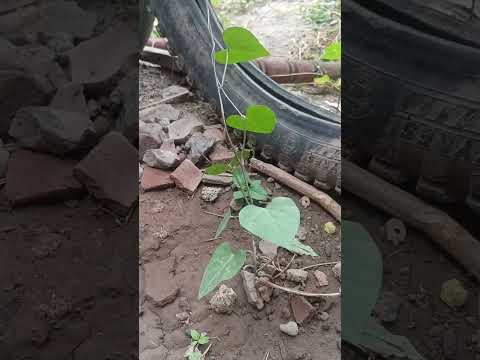 flowers plant vlogs #vlogs