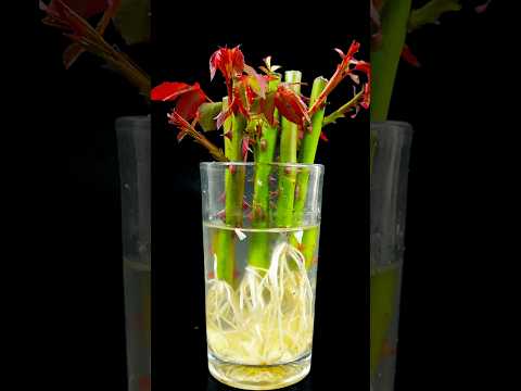 How to grow rose plant at home from cutting || Simple idea for home gardening#gardenlover #short