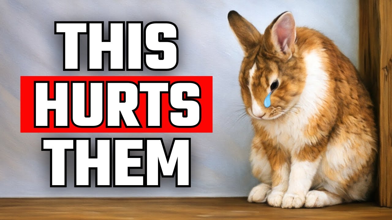 These 7 Everyday Things HURT Your Rabbit's Feelings