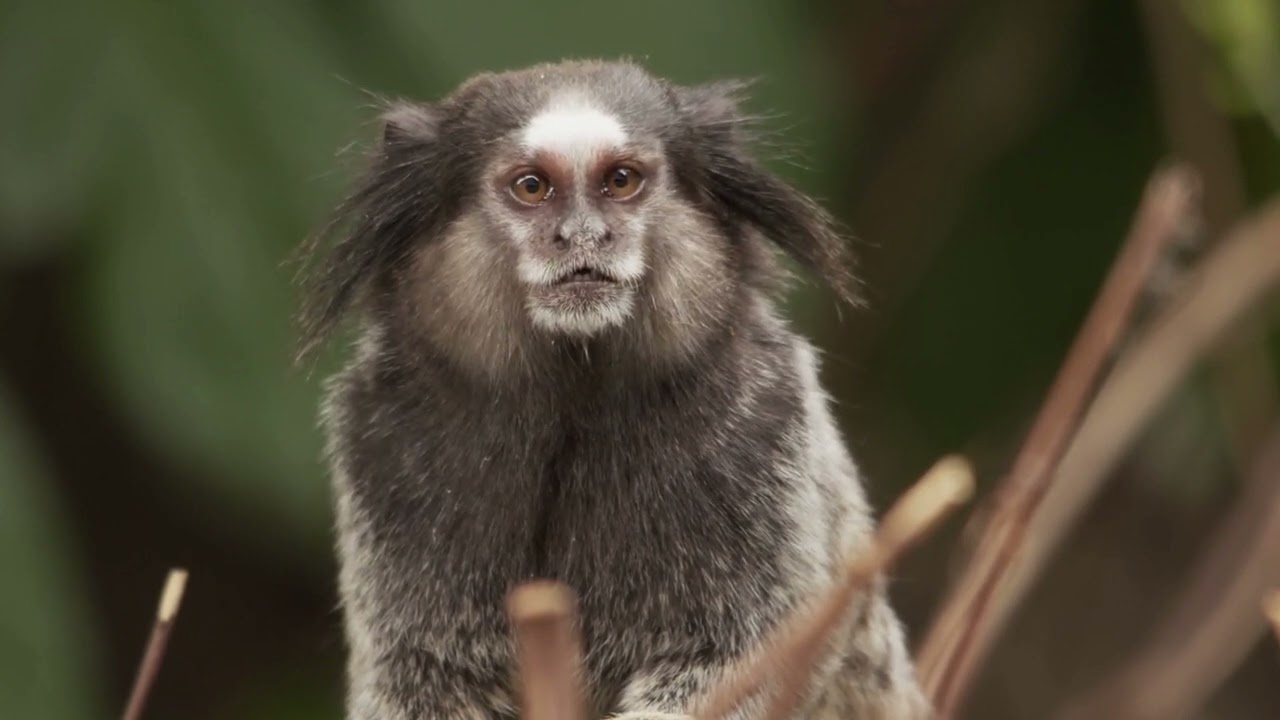 Marmoset monkeys, such expressive faces