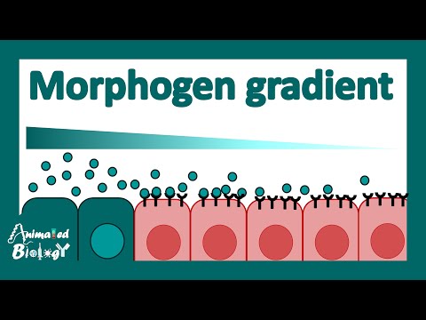Morphogen gradient | What are morphogens? | How do morphogens determine cell fate? | Dev-bio