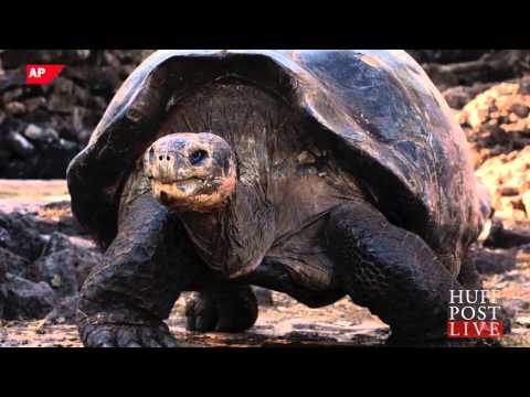 Baby Tortoises Born On Galapagos Island For The First Time In A Century