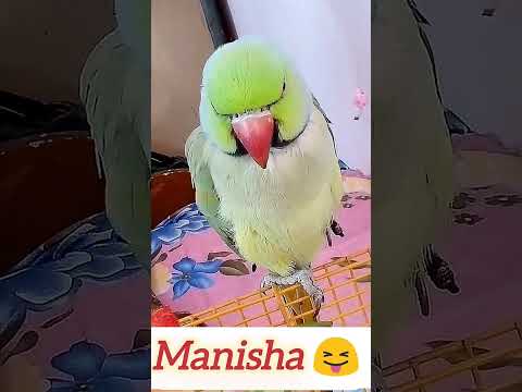 tag Manisha name || #parrot #shorts#viral