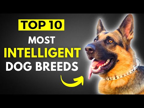Top 10 Intelligent Dog Breeds | Smartest Dog Breeds | Dog Breed with Good IQ Level