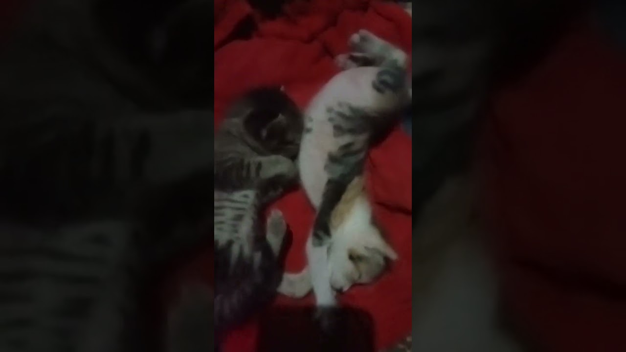 puspin kitty 😻🐈 #adorable #cute #pets #love #shorts #puspin #cat #kitten #catvideos #funny #catlover