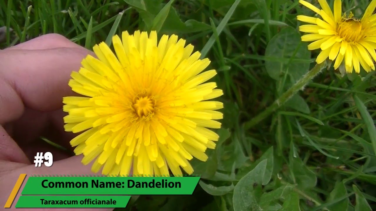12 Edible Plants That Grow In Your Yard