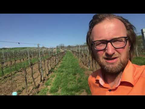 Rose Zweigelt and where it growes