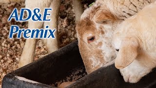 Vitamin A/D/E Premix for Sheep & Goats - Premier1Supplies