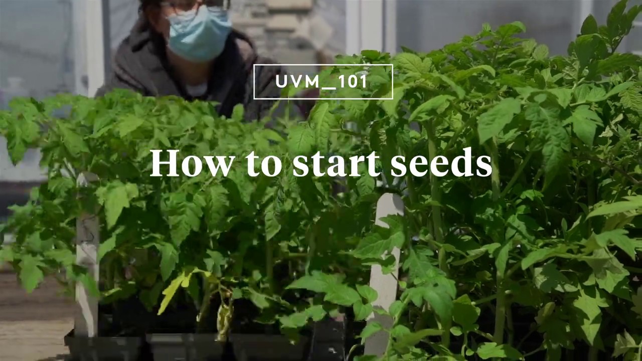 UVM 101: How to Start Seeds