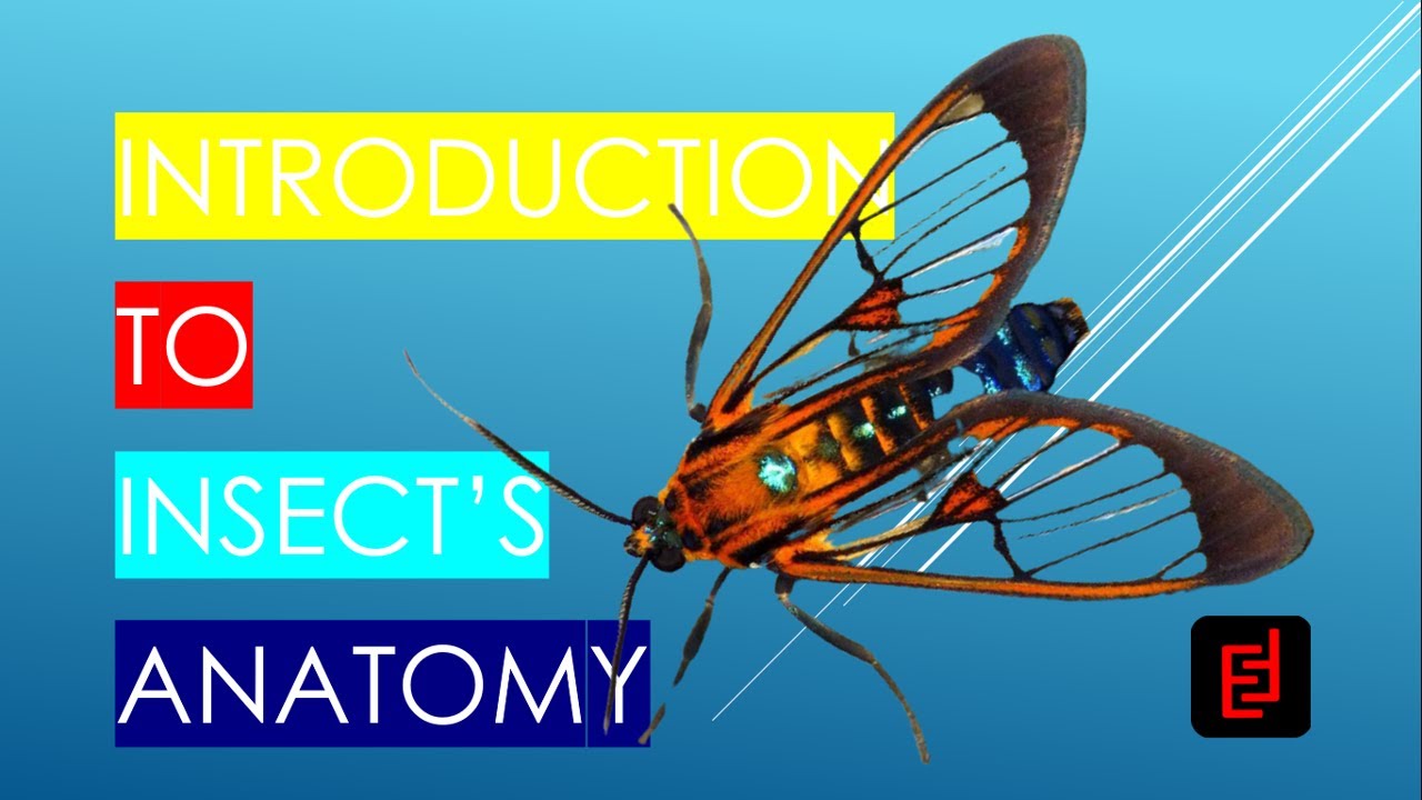 Introduction to Insect Anatomy