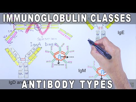 Immunoglobulin Isotypes | Antibody Classes