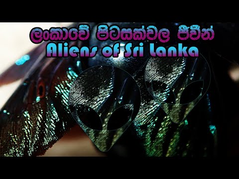 Aliens of Sri Lanka | ශ්රී ලංකාවේ පිටසක්වල ජීවීන්