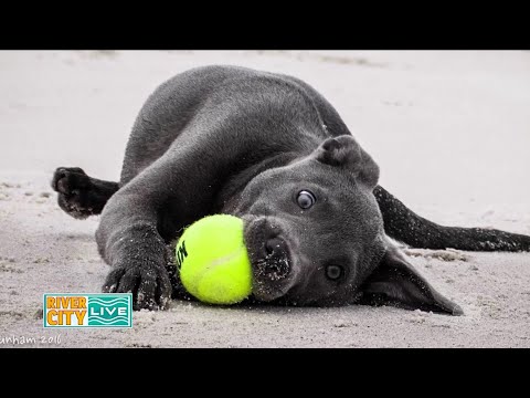 Pet photography tips