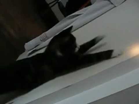 Steam Community :: Video :: Cat chasing light spot =) / Katze versucht ...