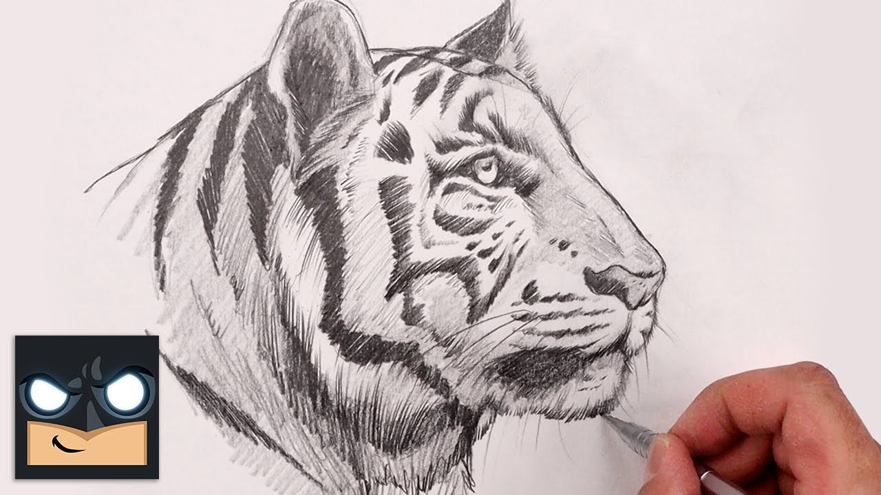 How To Draw White Tiger | Beginner Pencil Sketch Tutorial (Step-by-Step)