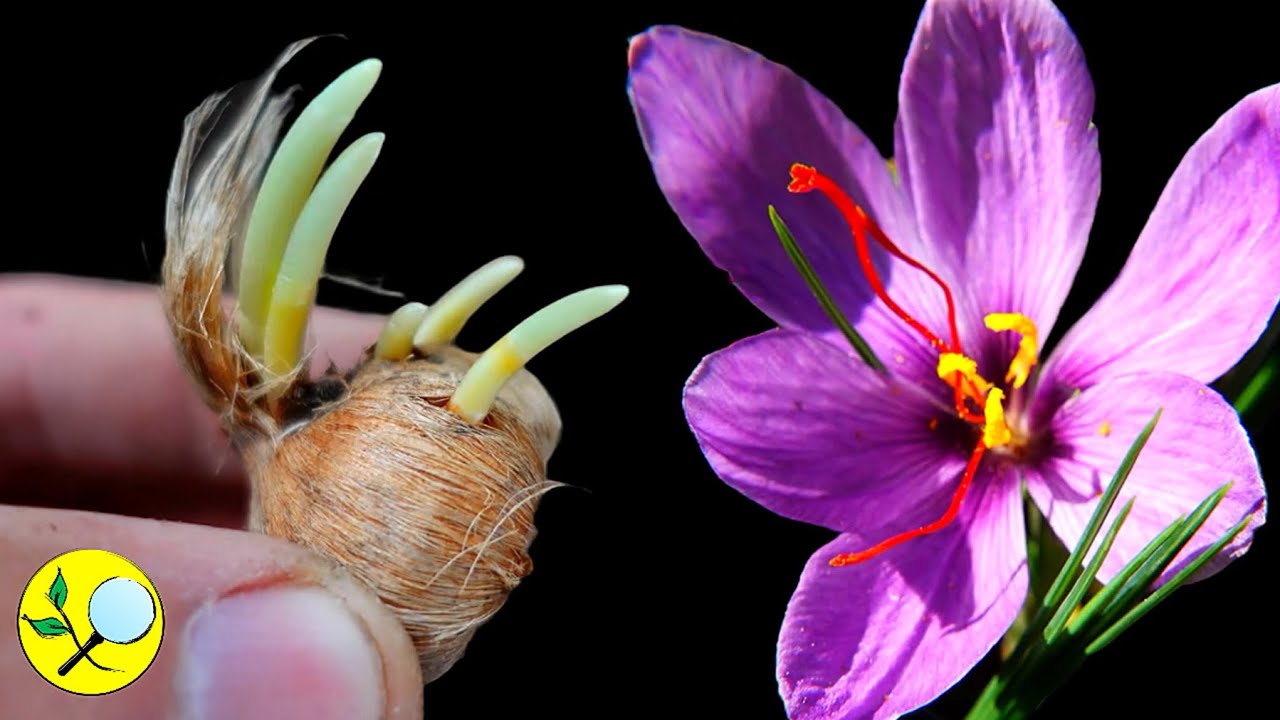 Cultivo del Azafrán: Secretos para un Cultivo Exitoso 2024 - Una Planta