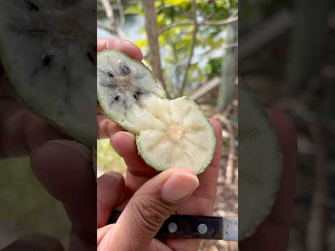 Our first time trying Star Apple…