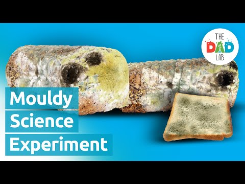 Mouldy Bread Science Experiment